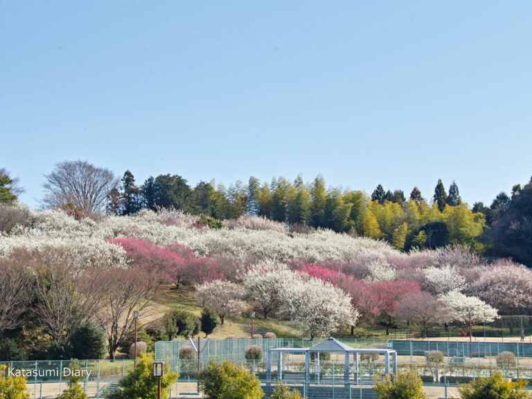 【花だより】2023年2月27日現在 梅の開花状況 南足柄市運動公園の「梅の里」と「池の窪梅林」 アクセスと駐車場 神奈川県南足柄市 | カタスミ日記