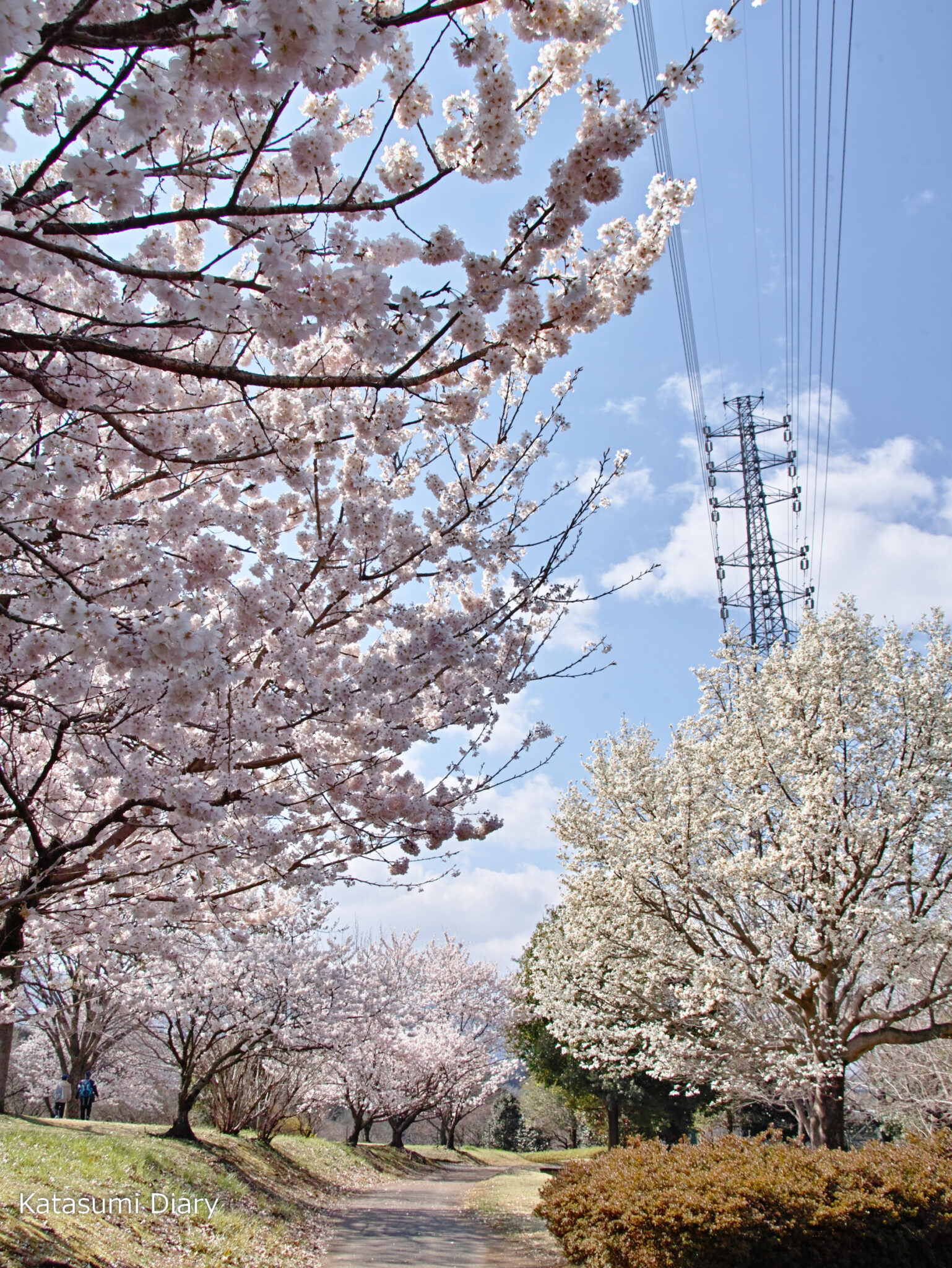 【花だより】2023年3月15日現在 春めき桜の開花状況 お花見穴場スポット 南足柄市運動公園の春めき桜 アクセスと駐車場 神奈川県南足柄市 ...