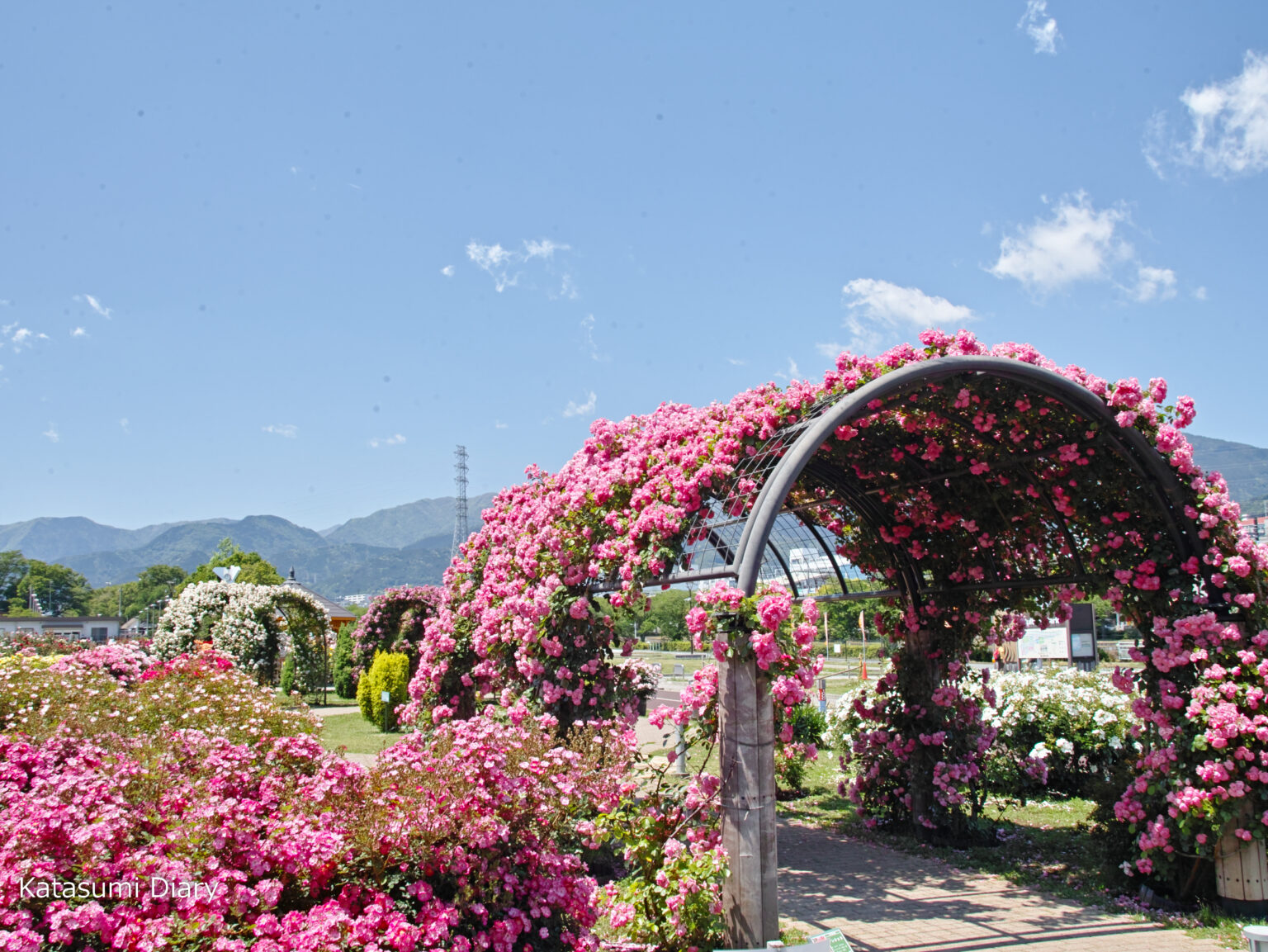 【花だより】2023年5月16日現在 春バラの開花状況 秦野カルチャーパークのバラ園 アクセスと駐車場 神奈川県秦野市 | カタスミ日記
