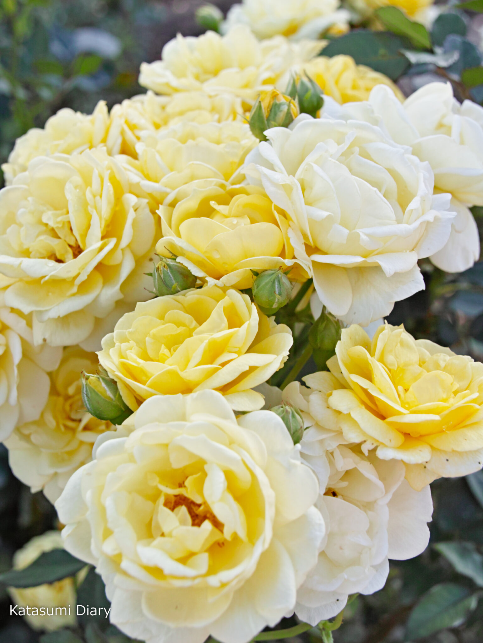 【花だより】2023年11月7日現在 秋バラの開花状況 小田原フラワーガーデン「秋のローズフェスタ」 アクセスと駐車場 神奈川県小田原市 ...