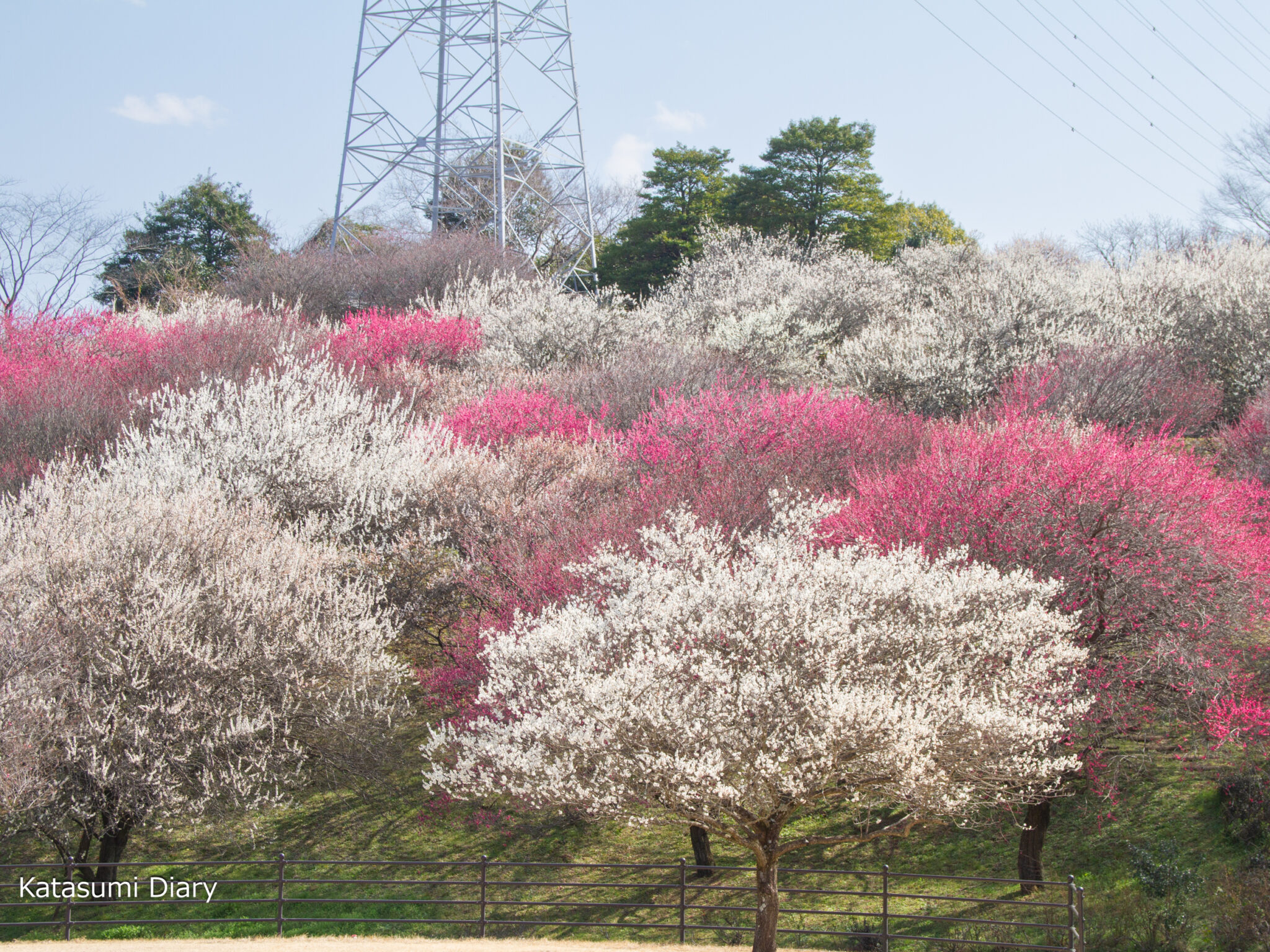 【花だより】2025年3月2日現在 梅の開花状況 南足柄市運動公園「池の窪梅林」アクセスと駐車場 神奈川県南足柄市 | カタスミ日記